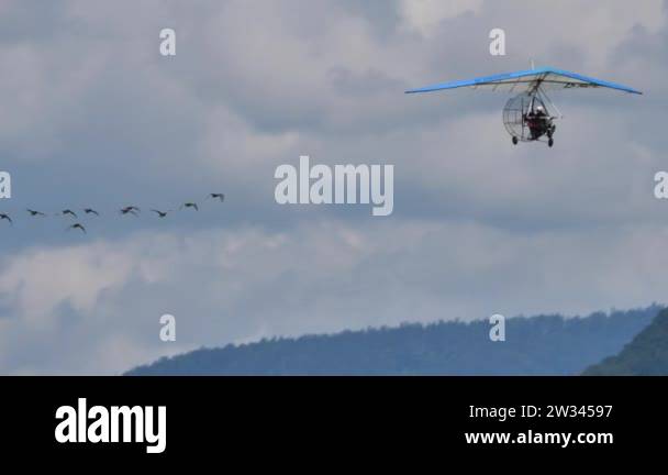 Rare migratory wild birds in flight with Moullec powered hang glider ...