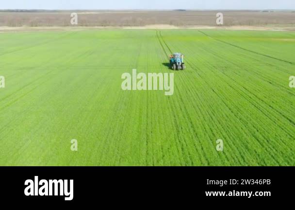 Young shoots of corn on the field in rows, a farm for growing corn ...