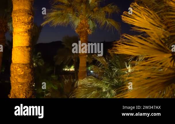 Palm trees with uplight at night beautiful movement from wind scene of ...