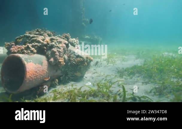 Diving in ocean diver Stock Videos & Footage - HD and 4K Video Clips ...