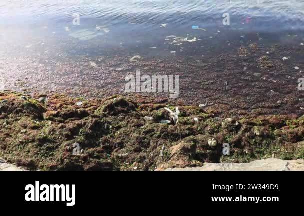 Polluted sea surface and waves. Marine Pollution. Sea Pollution ...