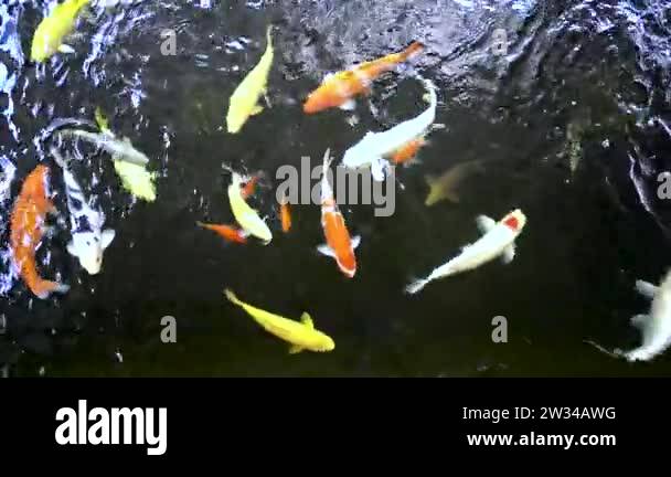 Slow motion Koi Carp,Top view Group of Japanese fish underwater feeding ...