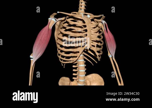 Biceps muscles anatomy isolated Stock Videos & Footage - HD and 4K ...