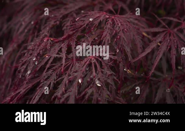 Japanese maple acer palmatum dissectum garnet Stock Videos & Footage ...