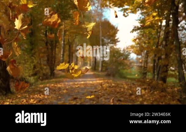 SLOW MOTION: Scenic shot of tree leaves falling from the canopies and ...