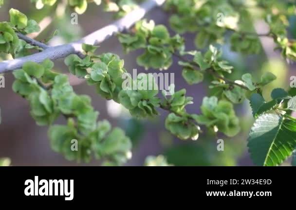 Elm tree seeds Stock Videos & Footage - HD and 4K Video Clips - Alamy