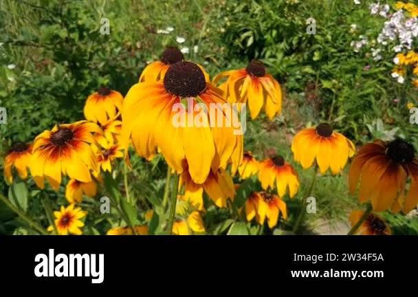 Golden gloriosa daisy flowers Stock Videos & Footage - HD and 4K Video ...
