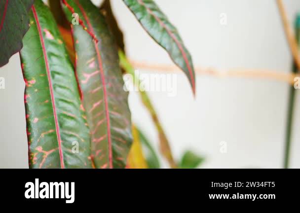 camera moves upward along a large croton plant with long green leaves ...