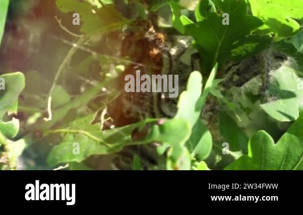 Oak Trees infested with larvae caterpillars. Toxic caterpillar ...