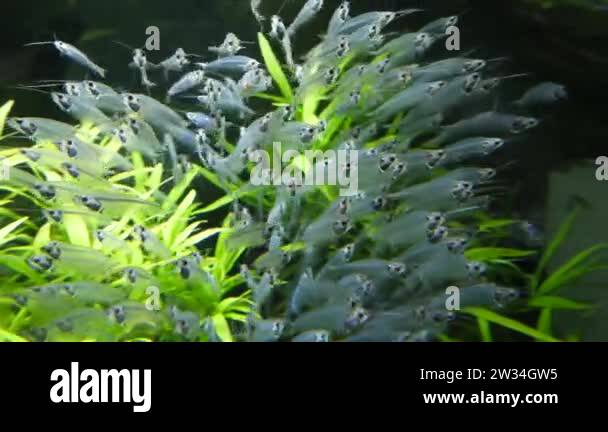 Oceanarium Fishes And Aquatic Plants In Aquarium. An Oceanarium Is a ...