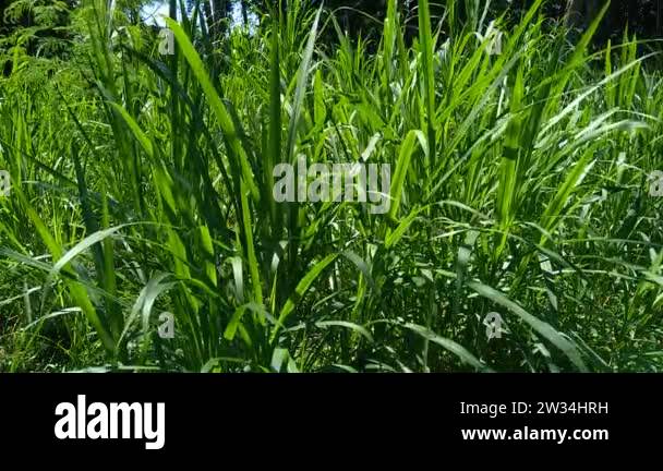Close up Pennisetum purpureum (Cenchrus purpureus Schumach, Napier ...