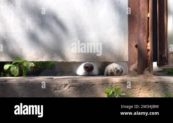 Fence snoopy Stock Videos & Footage - HD and 4K Video Clips - Alamy