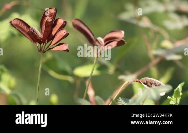Culinary and medicinal herb plants. Ripe pods and seeds of wild ...