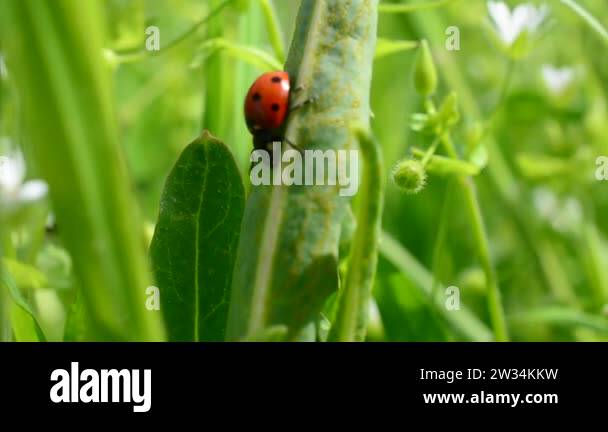 Jaws poster Stock Videos & Footage - HD and 4K Video Clips - Alamy