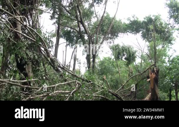 fallen trees and wreckage from Daan park destroyed by Typhoon Soulik ...