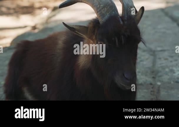 Goat bending Stock Videos & Footage - HD and 4K Video Clips - Alamy