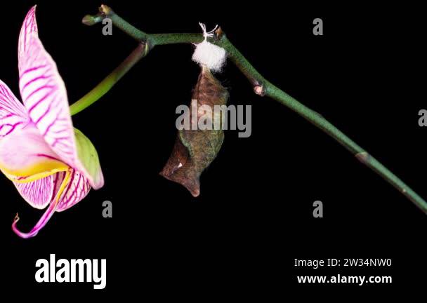 the process of emergence of Owl butterfly from the pupa, time lapse ...