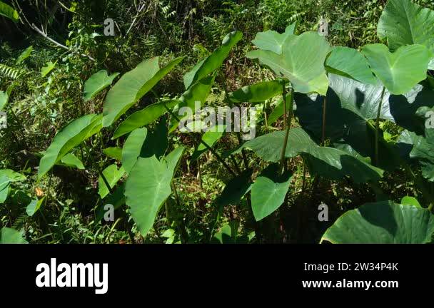 close up Taro leaves (Colocasia esculenta, talas) with natural ...