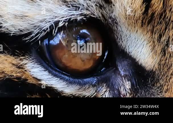 Sequence of shooting of a tiger. Sequence of various tigers Stock Video ...