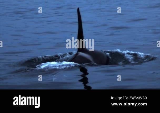 Killer whale fin Stock Videos & Footage - HD and 4K Video Clips - Alamy