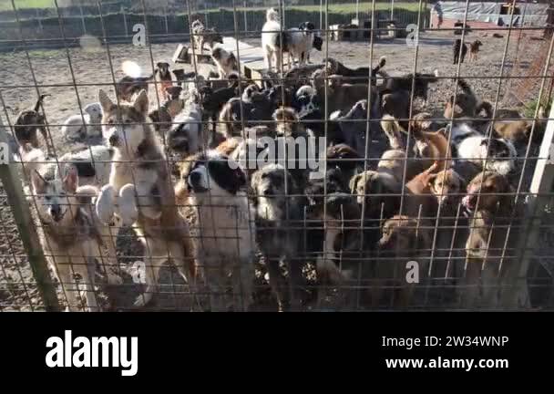 Unwanted and homeless dogs barking in animal shelter. Asylum for dog ...