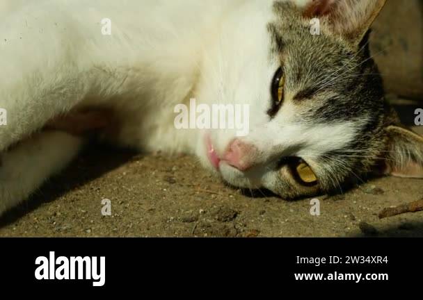 Female mother tabby cat Stock Videos & Footage - HD and 4K Video Clips ...