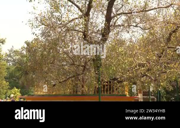 Buddha and disciples under Sacred Bodhi Tree at Sarnath, Varanasi, 4k ...