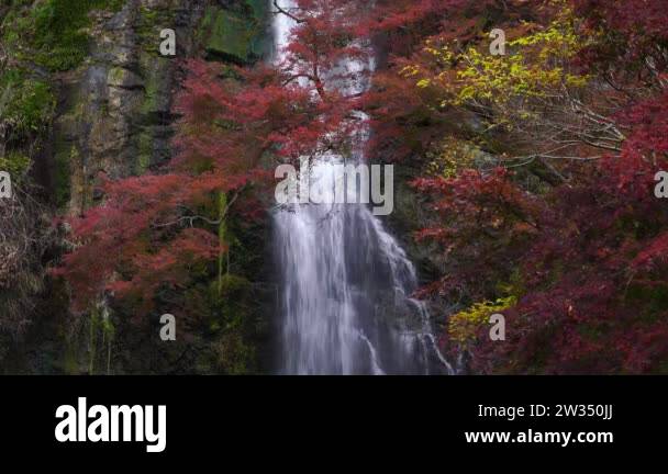 Minoo park maple leaf Stock Videos & Footage - HD and 4K Video Clips ...