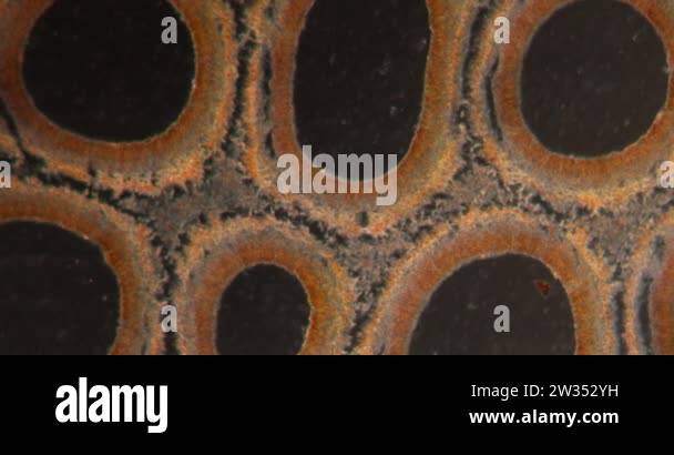 Cap tissue cells Stock Videos & Footage - HD and 4K Video Clips - Alamy