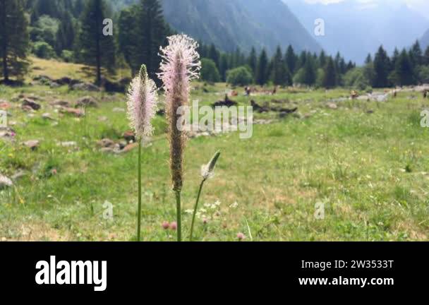 Cylindrical can Stock Videos & Footage - HD and 4K Video Clips - Alamy