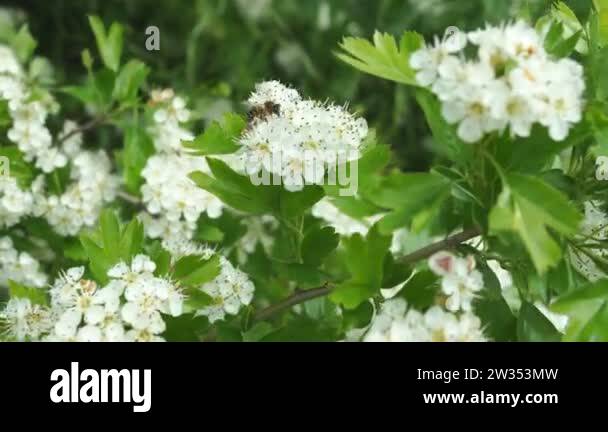 Bloom pollination Stock Videos & Footage - HD and 4K Video Clips - Alamy