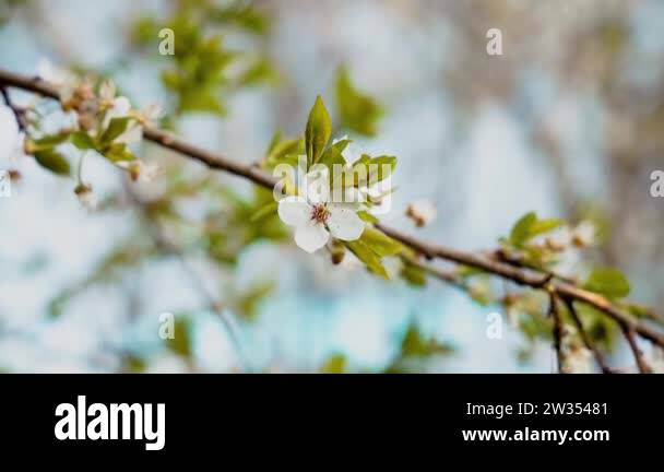 April bloom Stock Videos & Footage - HD and 4K Video Clips - Alamy