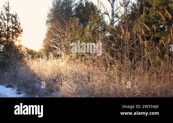 Zen frozen ice snow tree Stock Videos & Footage - HD and 4K Video Clips ...