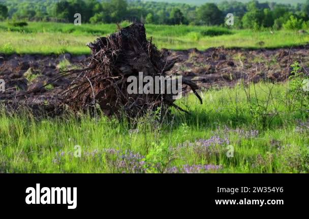 Tree roots after deforestation. Ecological disaster after deforestation ...