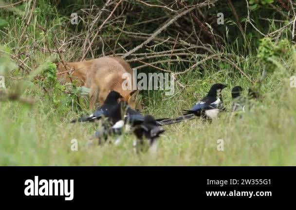 A Red Fox Cub, Vulpes vulpes, is feeding at the entrance to its den. A ...