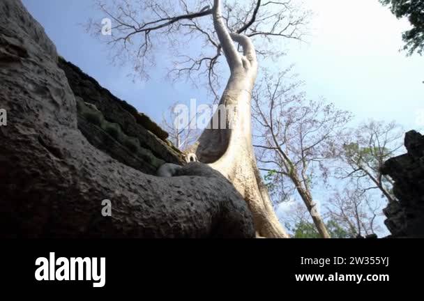 4K, Ta Prohm temple with strangler fig. Unrestored and still covered ...