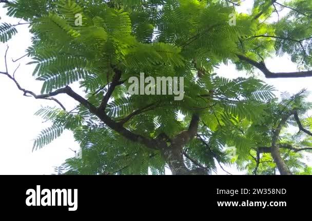 Sato leaves (Parkia speciosa, Parkia speciosa, petai, pete, twisted ...