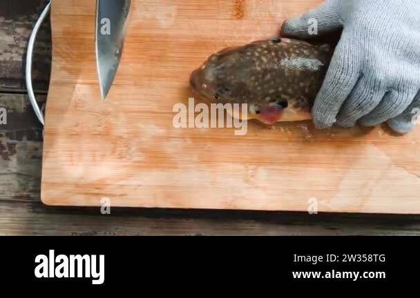 Professional certified chef getting ready to serve poisonous Fugu Fish ...