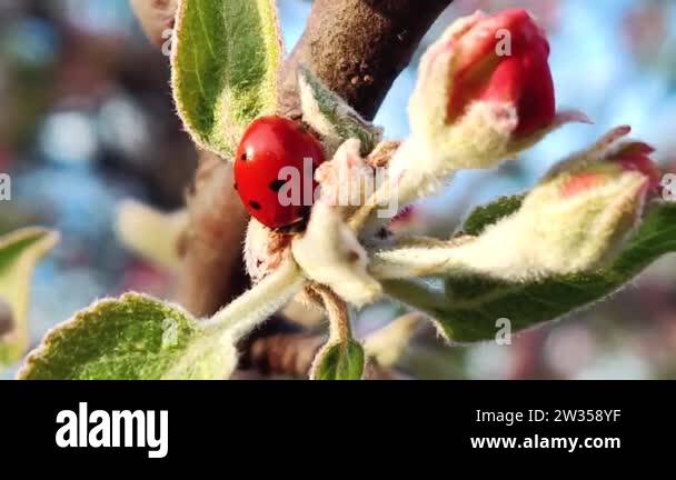 Ladybug on apple tree Stock Videos & Footage - HD and 4K Video Clips ...