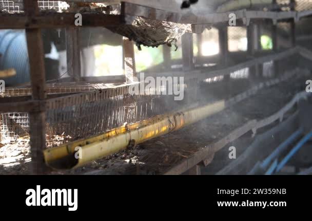 Expert is injecting a chemical to kill germs that contaminate the ...