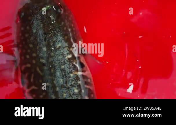Japanese Fugu Fish (Puffer Fish) Fugu Fish is most dangerous seafood ...