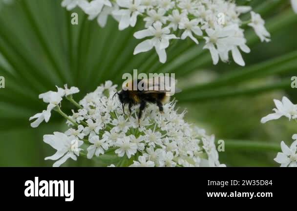 Bumblebee buzz Stock Videos & Footage - HD and 4K Video Clips - Alamy