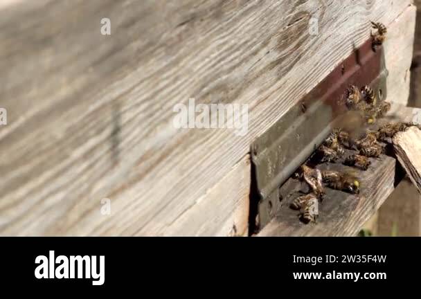A close-up view of the working bees bringing flower pollen to the hive ...