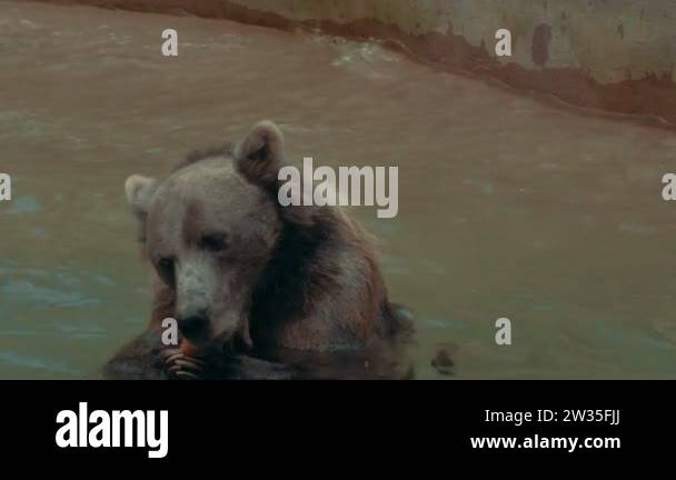 Watchful grizzly bear Stock Videos & Footage - HD and 4K Video Clips ...