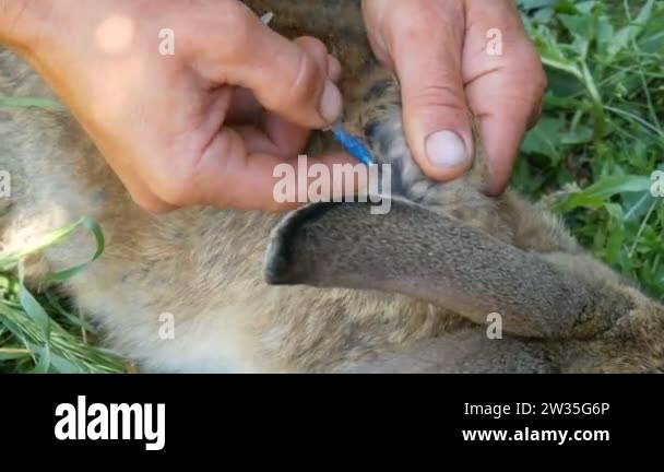 Diseases of rabbits Stock Videos & Footage - HD and 4K Video Clips - Alamy