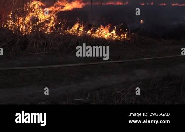 the coastal zone of marsh creek, strong smoke from the fire of liana ...