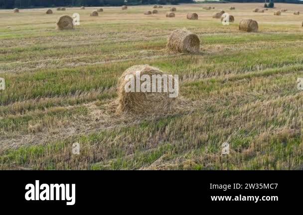 A wheat field was harvested; haystacks lay around it. A stack of hay ...