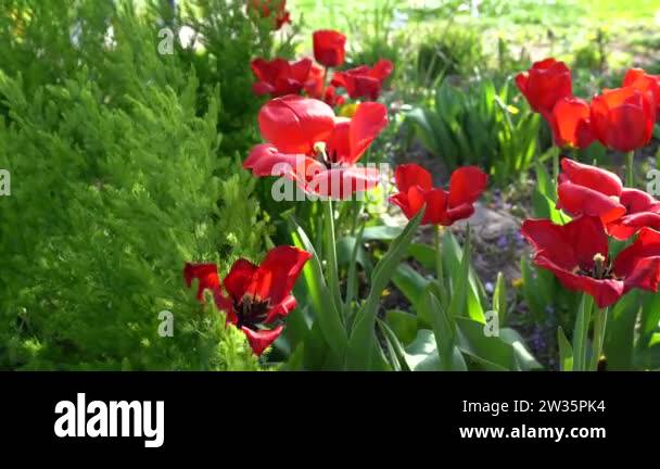 Village in bloom Stock Videos & Footage - HD and 4K Video Clips - Alamy