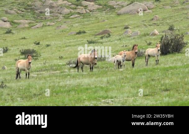 Przewalski's horse albino white foal in real natural habitat ...