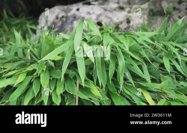 Green tropical grass Stock Videos & Footage - HD and 4K Video Clips - Alamy